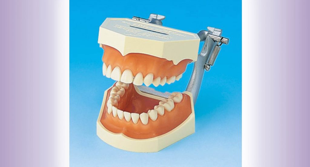 Tooth Anatomy widget - Phantom Head Dental